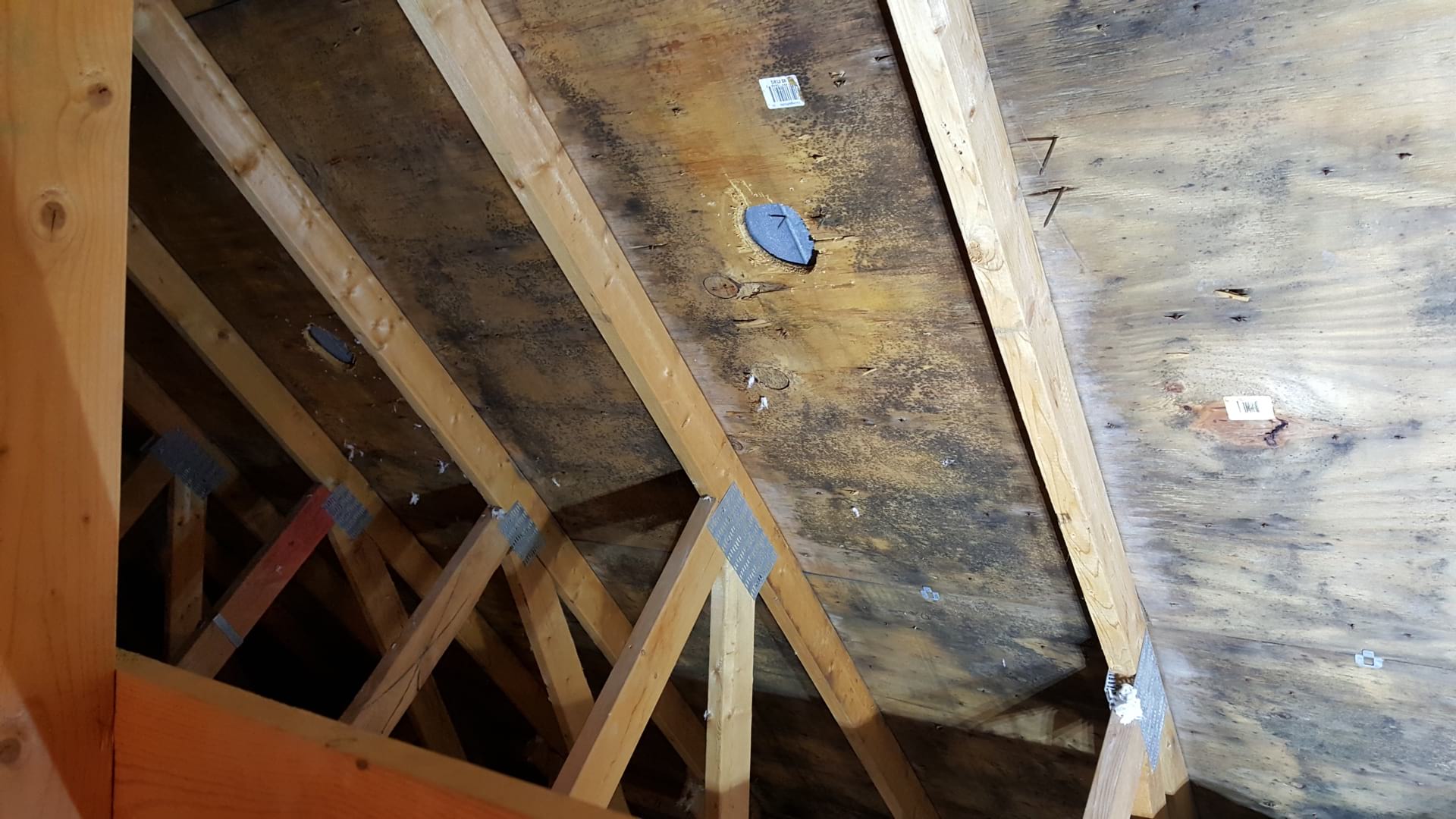 Mold Removal Company in Halifax | Mold Remediation | Mold Removal