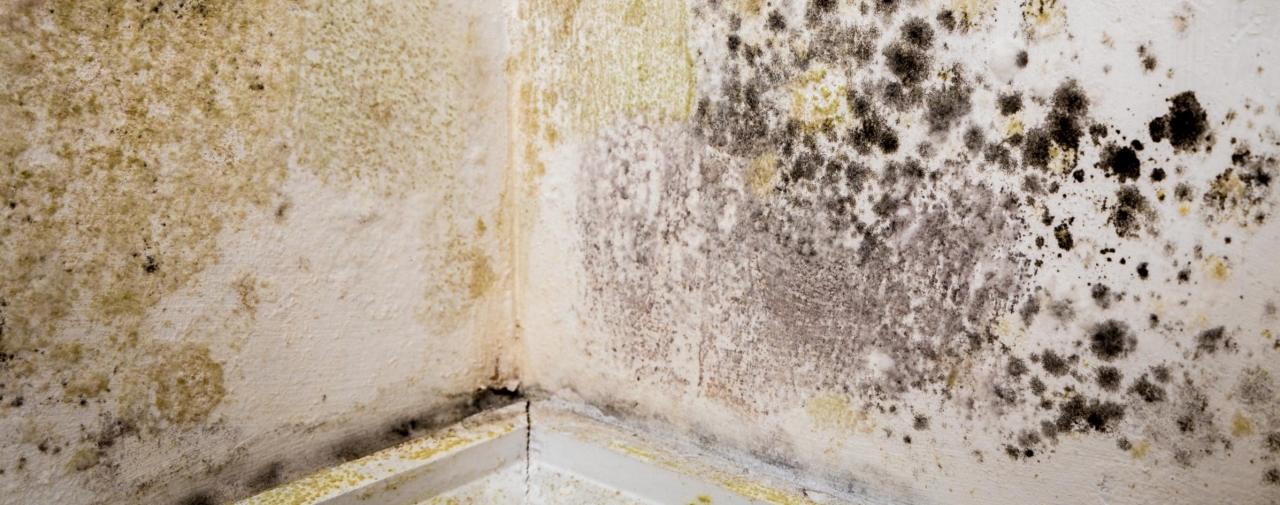 Attic Mold Removal in Halifax - Restoration Mate